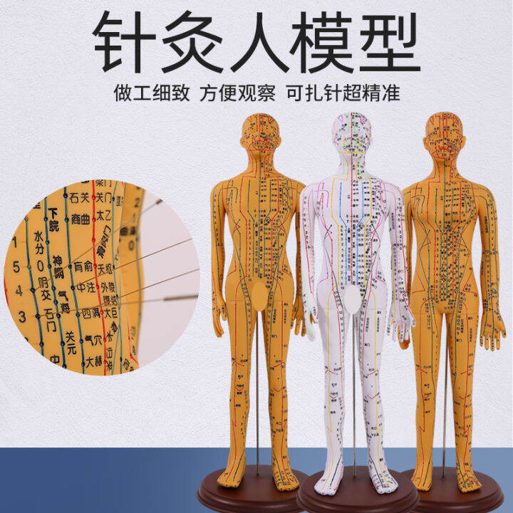 HD Traditional Chinese Medicine Acupuncture Acupuncture Point Human ...