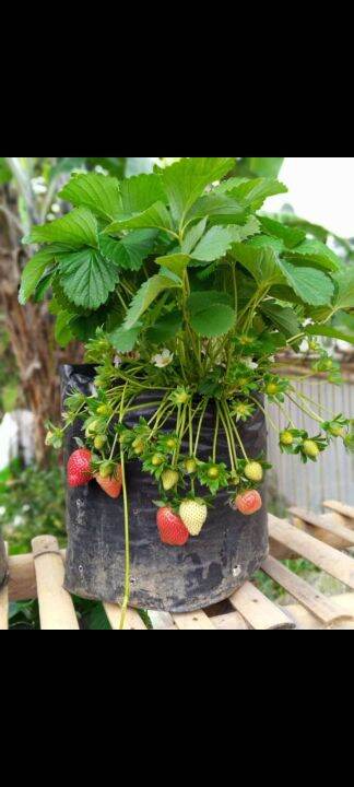 2 pohon stroberi jumbo sudah berbuah dan berbunga | Lazada Indonesia