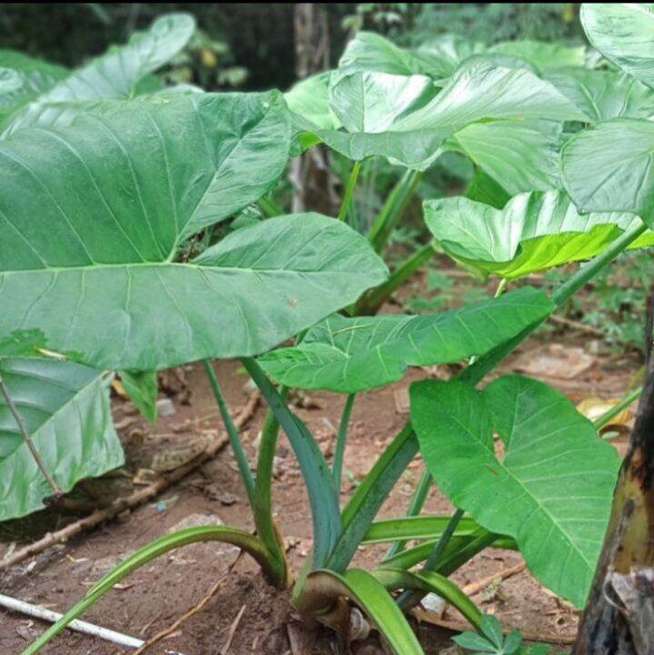 Daun talas segar/daun keladi lompong per 1kg | Lazada Indonesia