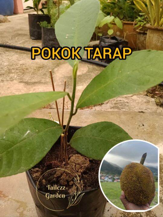 ANAK POKOK BUAH TARAP | Lazada