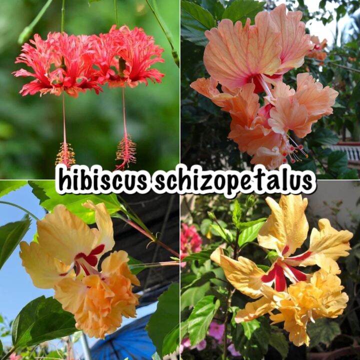 (Hibiscus Part 5/7) Pokok bunga raya hibiscus schizopetalus ‘pagoda ...