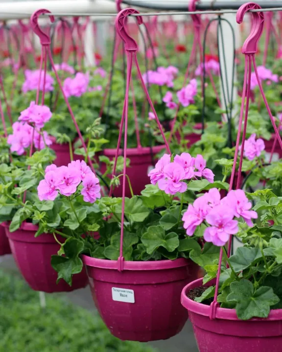 TANAMAN HIDUP | 3 Warna bunga Geranium ( COD ) | Lazada Indonesia