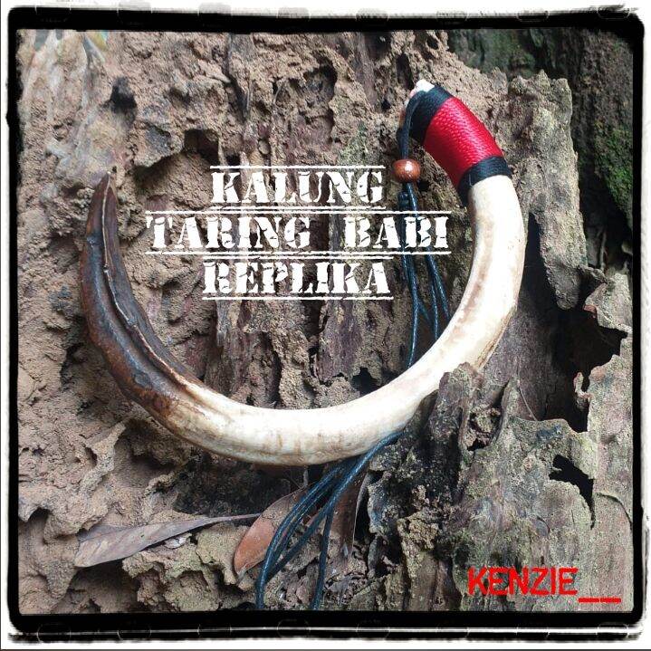 KALUNG TARING BABI ETNIK DAYAK RAPLIKA | Lazada Indonesia