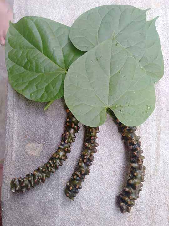 patrawali /brotowali obat herbal bisa buat jamu dan sapih asi | Lazada ...