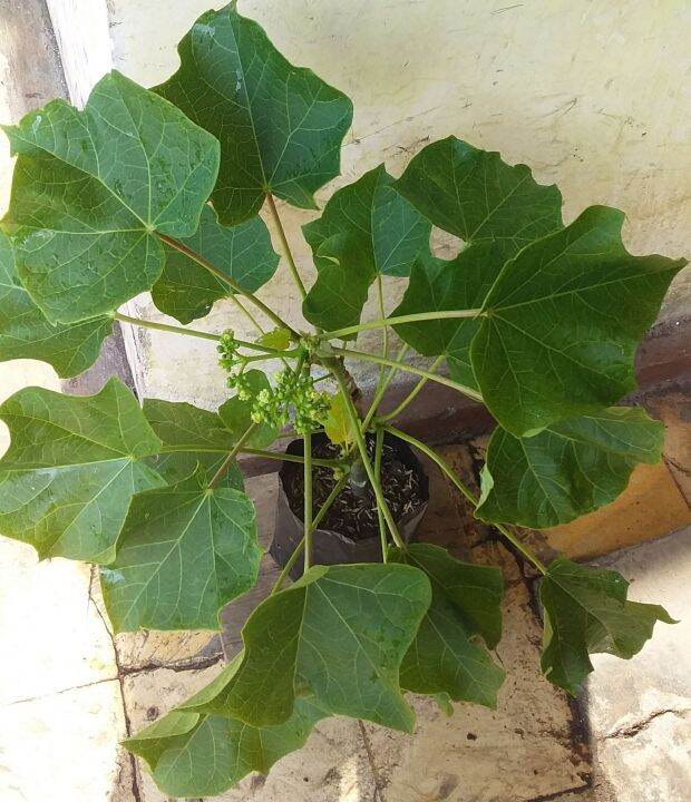 TANAMAN HERBAL BIBIT POHON DAUN JARAK | Lazada Indonesia