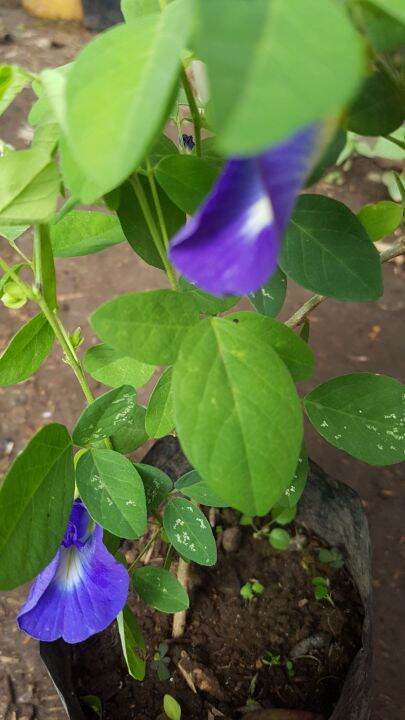 Tanaman Bunga Telang Biru sudah pernah berbunga | Lazada Indonesia