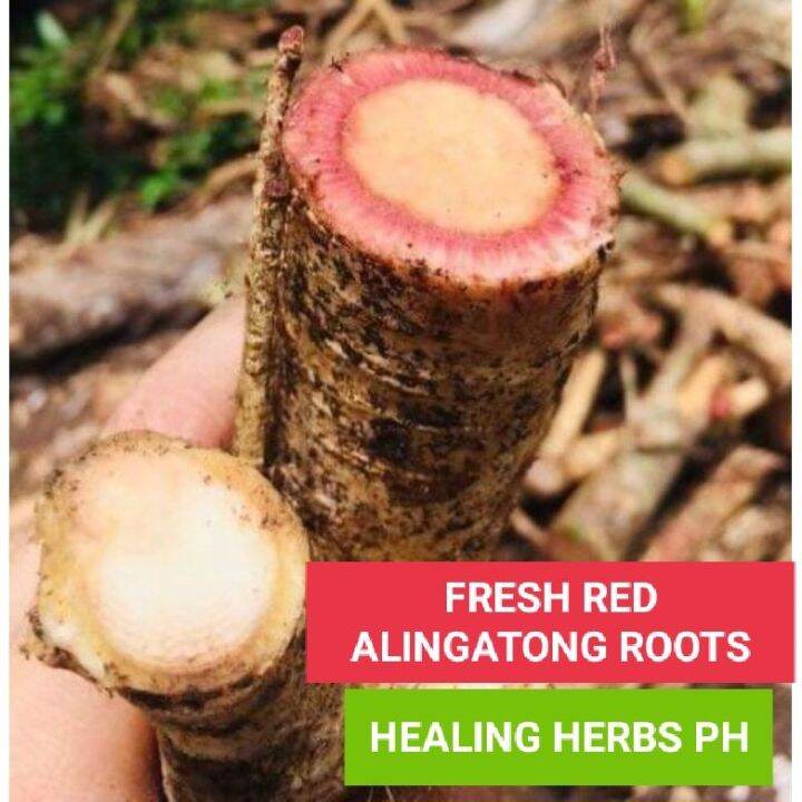 [HealingherbsPh] Fresh ALINGATONG ROOTS (RED VARIETY) /HERBAL TEA 1KG ...