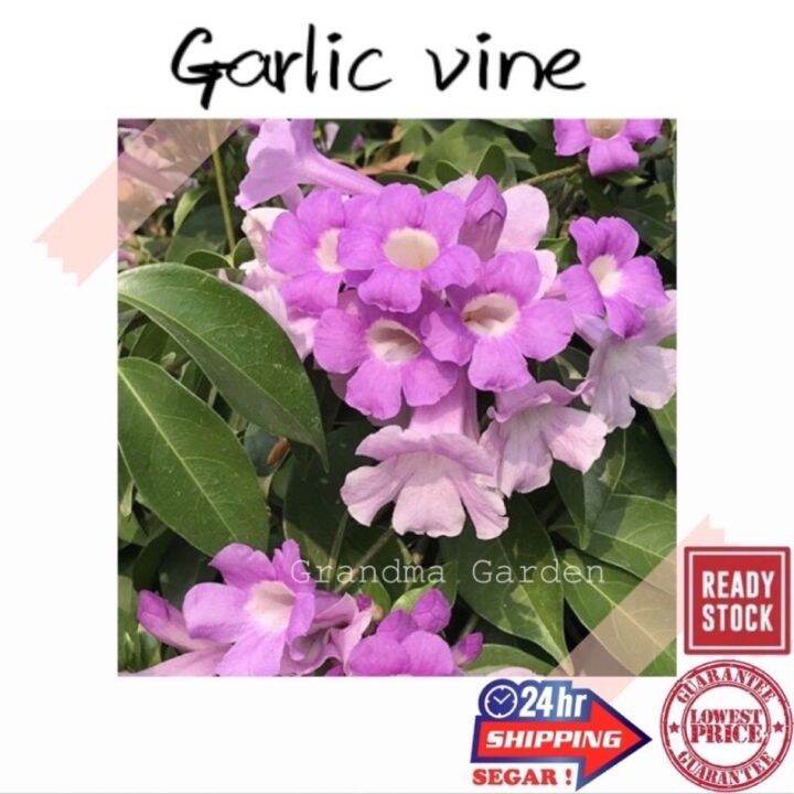 (GG real plant) garlic vine ^ pokok hidup hiasan luar rumah menjalar ...