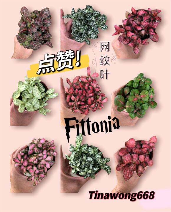 Fittonia mini live plant 🌱 ( P90 Pot )网纹叶草 Pokok hidup Hiasan dalam ...
