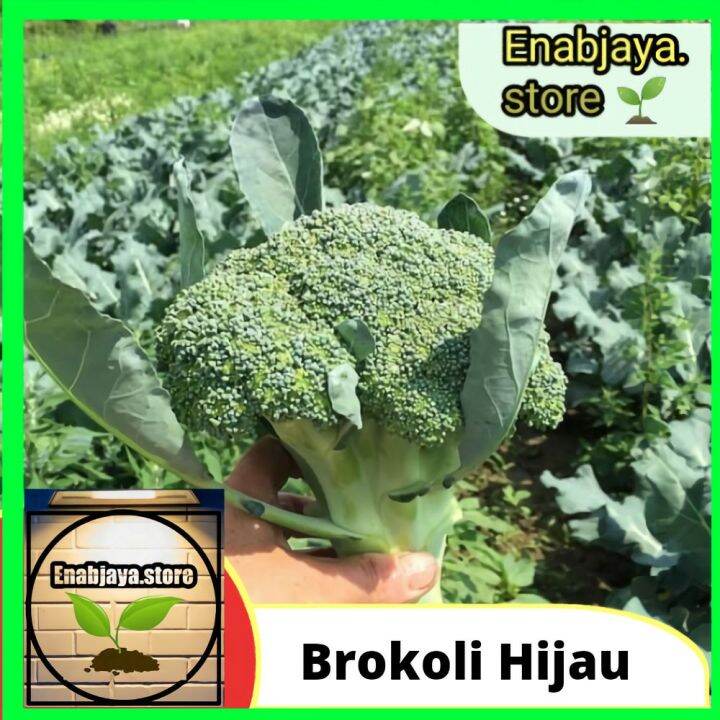Benih Brokoli Green Hijau super (repack) | Lazada Indonesia