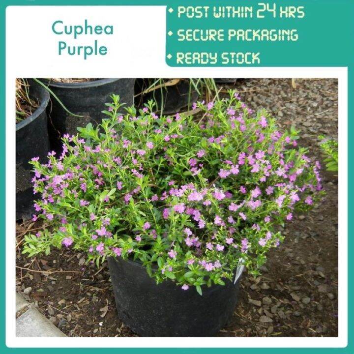 PBN — cuphea hyssopifolia purple - pokok bunga nursery ungu false ...
