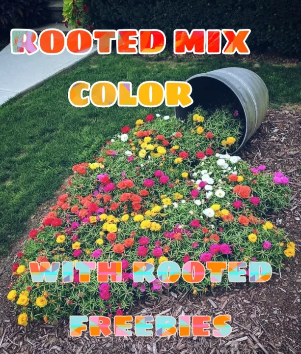 Vietnam rose rooted with Free madaming Puno / mix Color in 1 pot Luzon ...