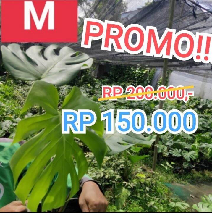 Monstera King Deliciosa | Lazada Indonesia