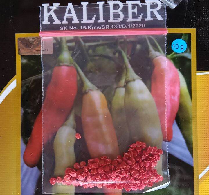 100 Butir BENIH CABE CABAI RAWIT KALIBER ( Kemasan Repack ) | Lazada ...