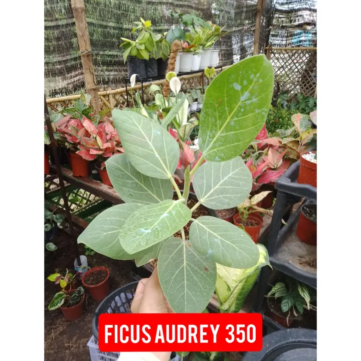 Ficus Audrey | Lazada PH
