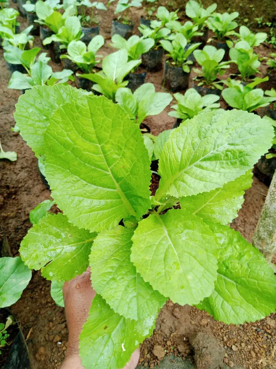 Mustasa plant with FREE fertilizer | Lazada PH