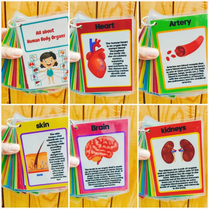 Internal organ human body educational laminated flashcards with ...