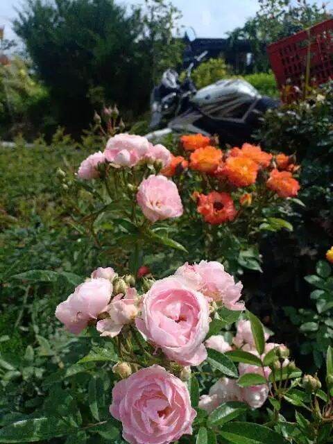 Tanaman mawar rambat telur pink muda climbing rose | Lazada Indonesia