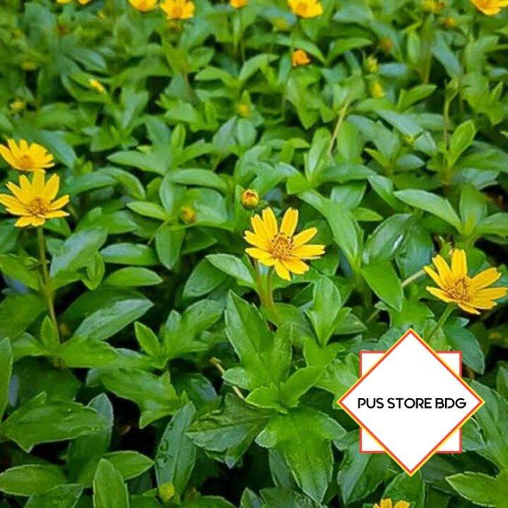 Jual Daun seruni jalar 500 gram | Lazada Indonesia