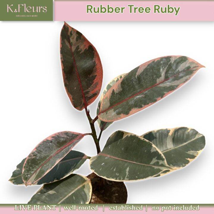 GBO Katrina: Rubber Tree Ruby Red | Ficus Elastica | Lazada PH