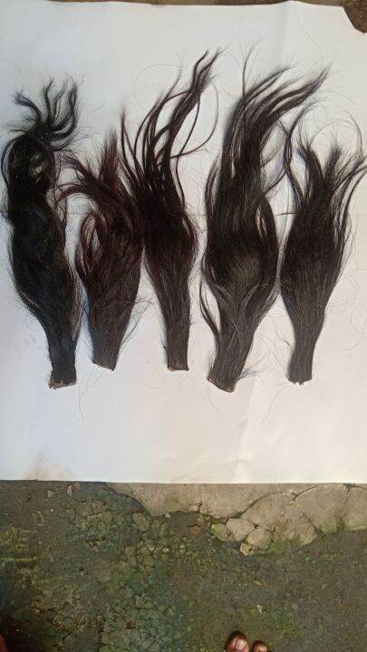 ekor sapi | Lazada Indonesia