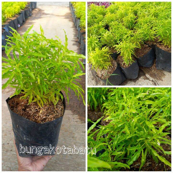 Tanaman Hias Brokoli Kuning | Lazada Indonesia