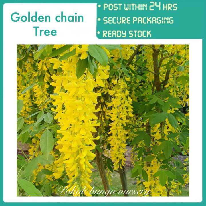PBN - golden chain tree - anak pokok rantai emas lopanthera lactescens ...