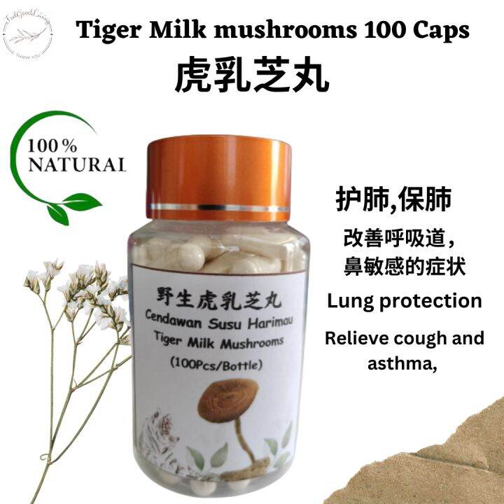 🐯虎乳芝丸 100 Caps /Cendawan Susu Harimau/Tiger Milk mushrooms 100 Caps ...