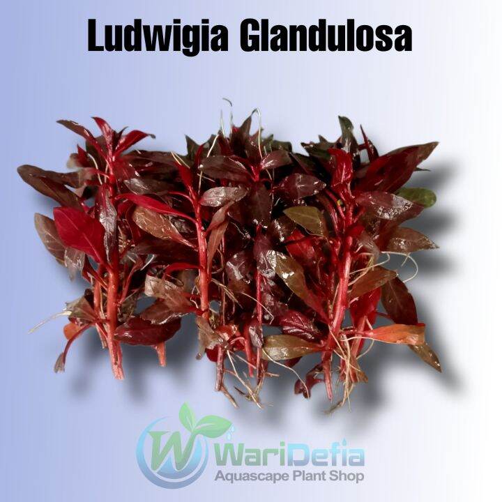 Ludwigia Glandulosa Tanaman Aquascape 10 Batang | Lazada Indonesia