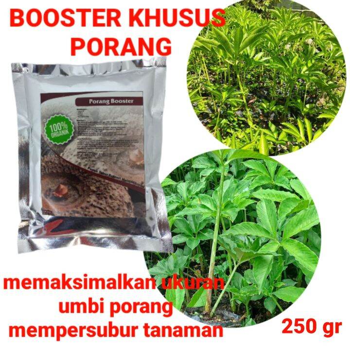 Pupuk booster tanaman porang agar cepat memaksimalkan ukuran umbi porang pupuk cocok untuk bibit ...