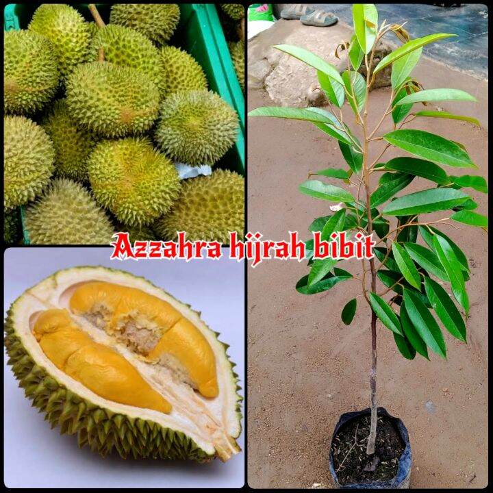 bibit tanaman durian musangking 1 meter | Lazada Indonesia