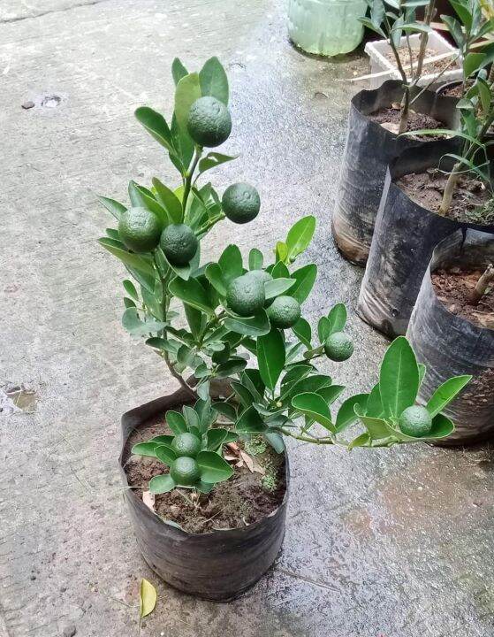 Calamansi Plant
