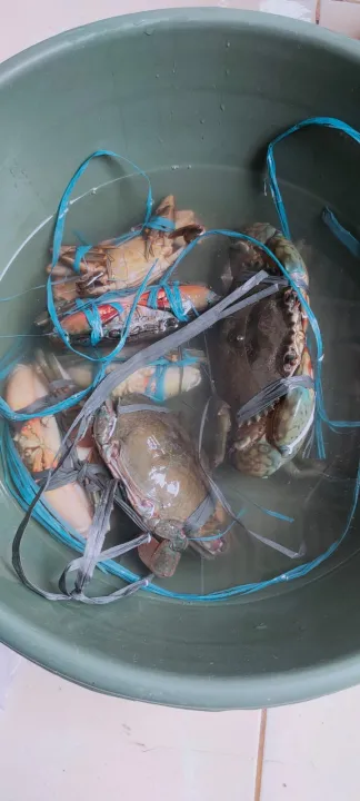 kepiting jumbo | Lazada Indonesia