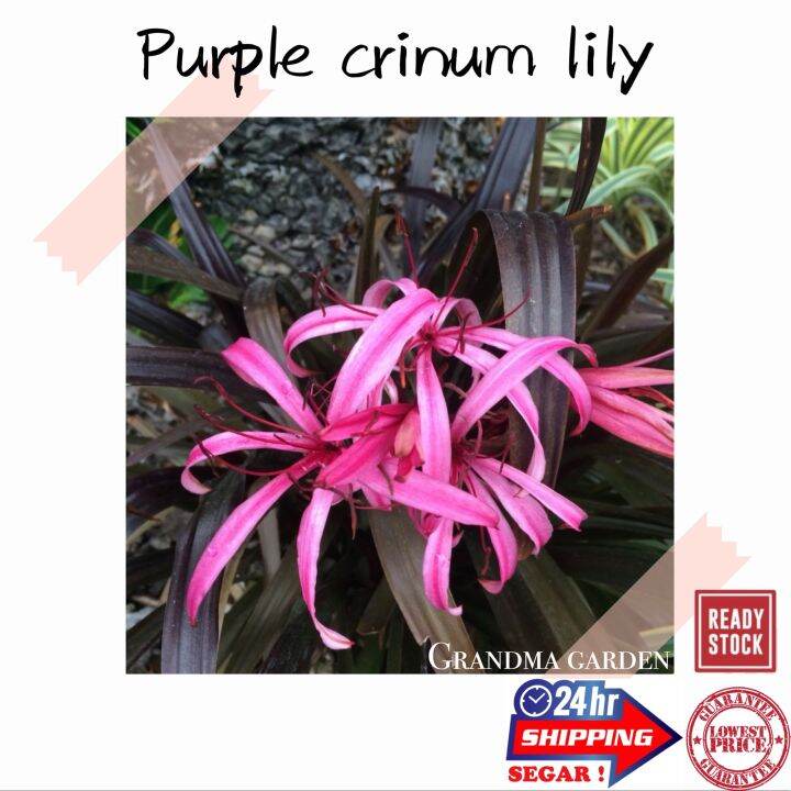 (GG real plant) purple crinum lily ^ pokok hidup hiasan rumah live ...