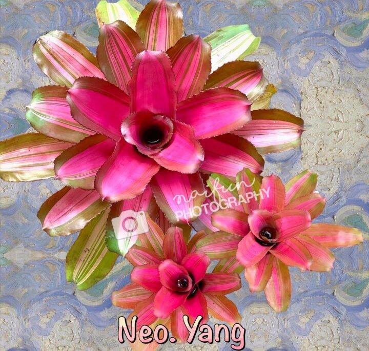 สับปะรดสีนีโอหยาง/ Neo. Yang ชมพูสีหวานมากฟอร์มกระชับ/ สับปะรดสีราคาถูก ...