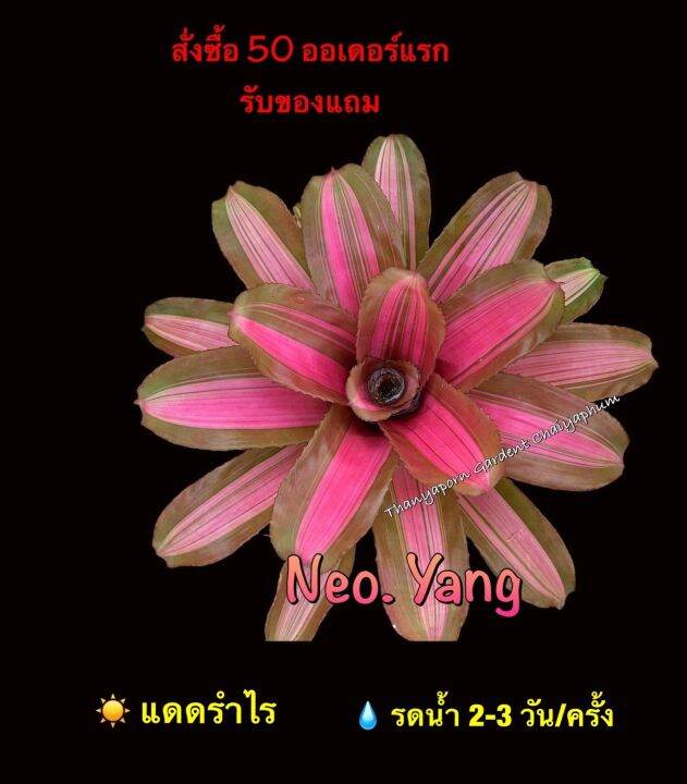 สับปะรดสี นีโอ หยาง Neo. Yang ขนาดเล็กฟอร์มคอมแพคน่ารักโทนชมพูหวานละมุน ...