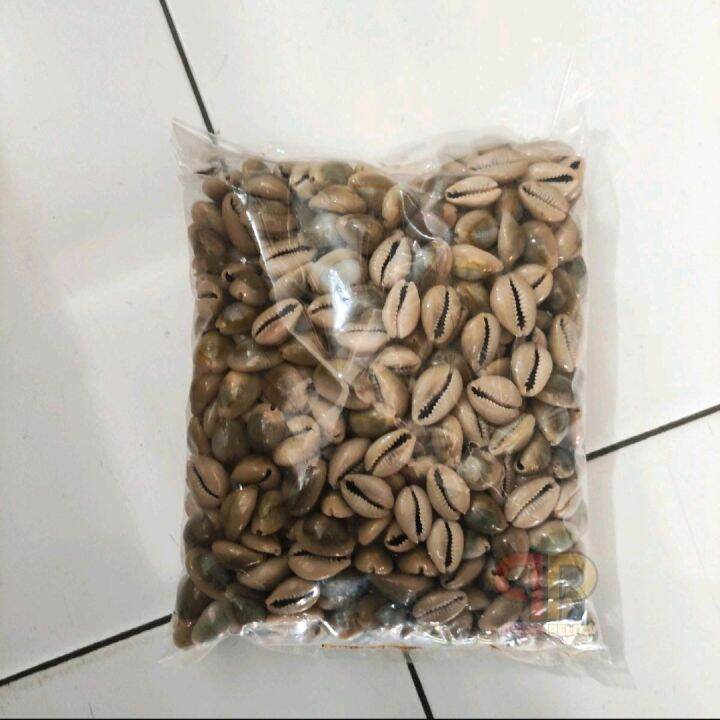 KUWUK KERANG ASLI PELENGKAP MAINAN CONGKLAK BOLA BEKEL DLL UKURAN 1KG ...