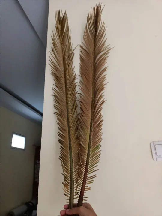 sikas - mawar jambe kering 80cm gold silver natural dried rustic flower ...