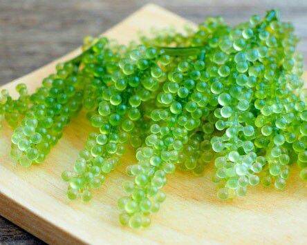 SPECIAL GRADE anggur laut, sea grapes, latoh | Lazada Indonesia