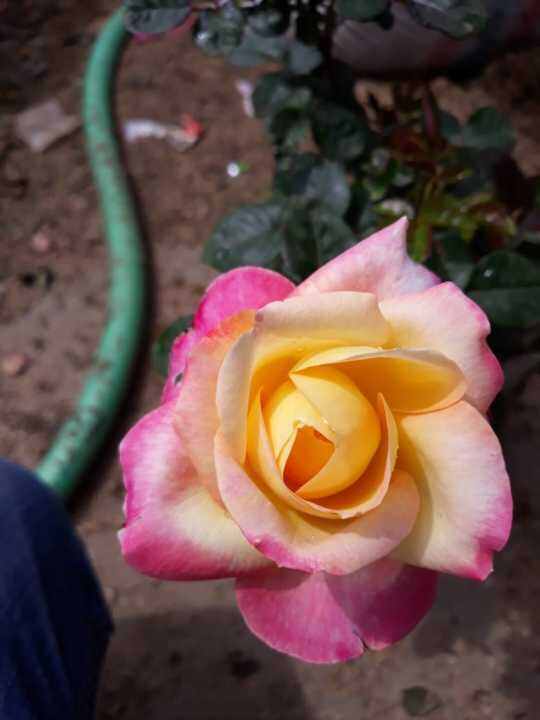 Samer oplop | Lazada Indonesia