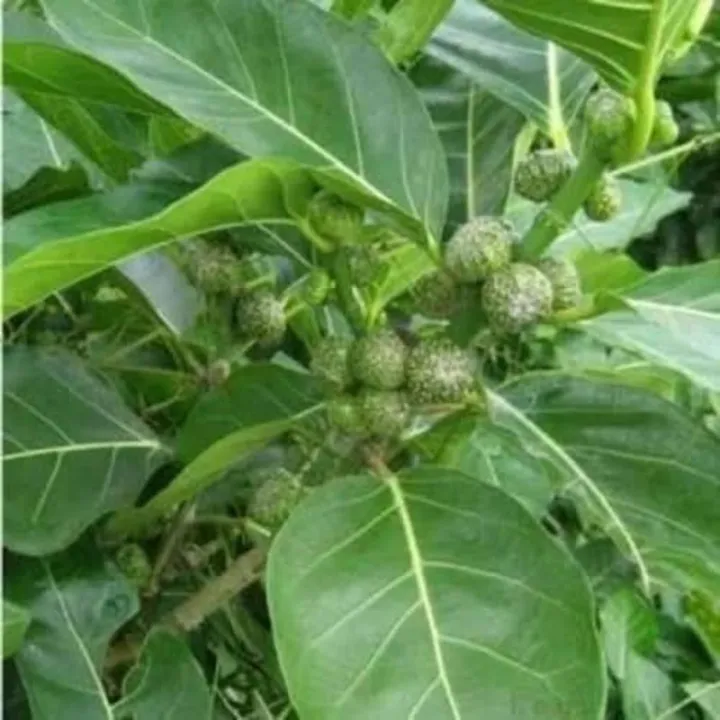 promo daun awar awar segar per 25 lembar ficus septica awarawar herbal ...