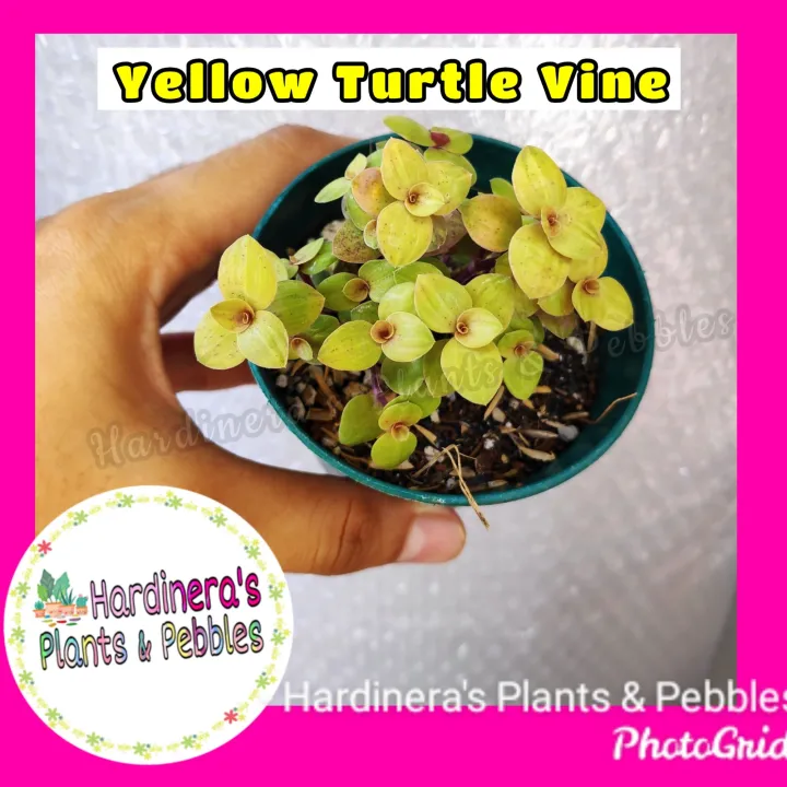 YELLOW TURTLE VINE (small pot) | Lazada PH