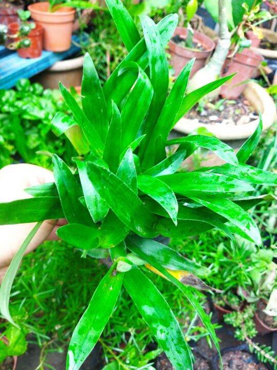 Rumput beijing / rumput siti khadijah / herbs /pokok herba | Lazada