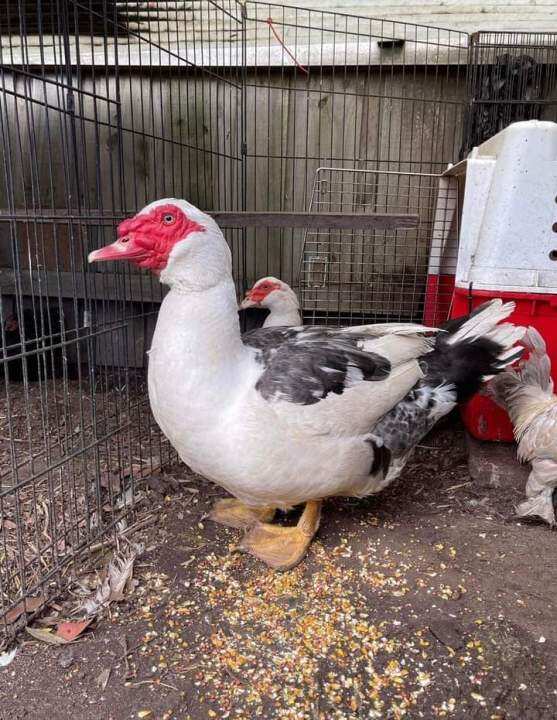 TELUR MENTOK RAMBON UKURAN JUMBO UNTUK DI TETASKAN | Lazada Indonesia