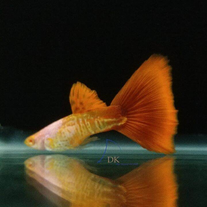 🆕(NEW STRAIN) Albino Silverado Snake Skin Red Tail guppy fish pure ...