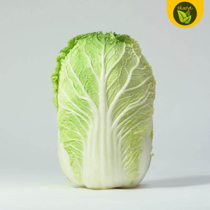100 seeds for planting binhi pantanim chinese cabbage napa pechay ...