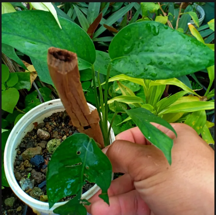 Monstera Dragon Tail Tibatib Epipremnum pinnatum live with 4 leaves ...
