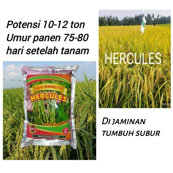 Benih Padi Hercules GHG genjah cepat panen bobot gabah bagus | Lazada ...