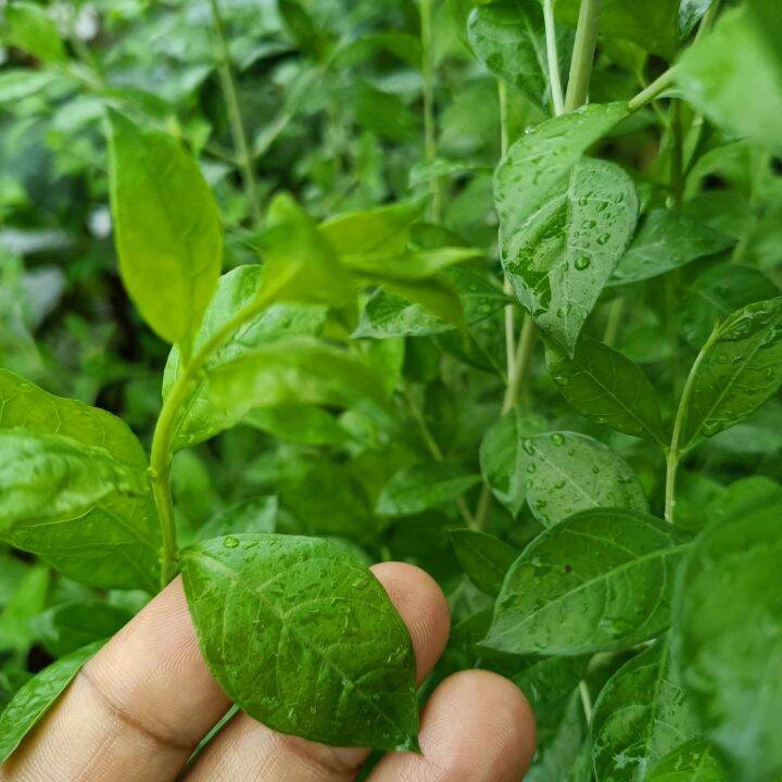 Keratan Batang Pokok Inai Kampung/Lawsonia Inermis/Henna | Lazada