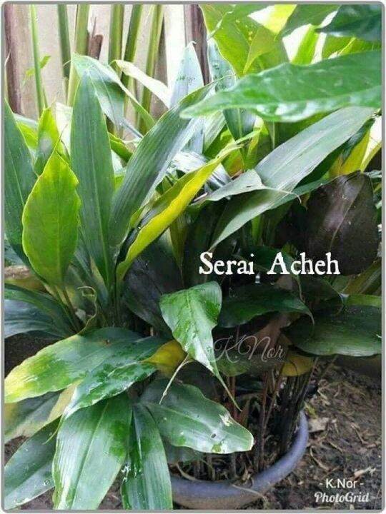 Pokok herba serai Acheh | Lazada